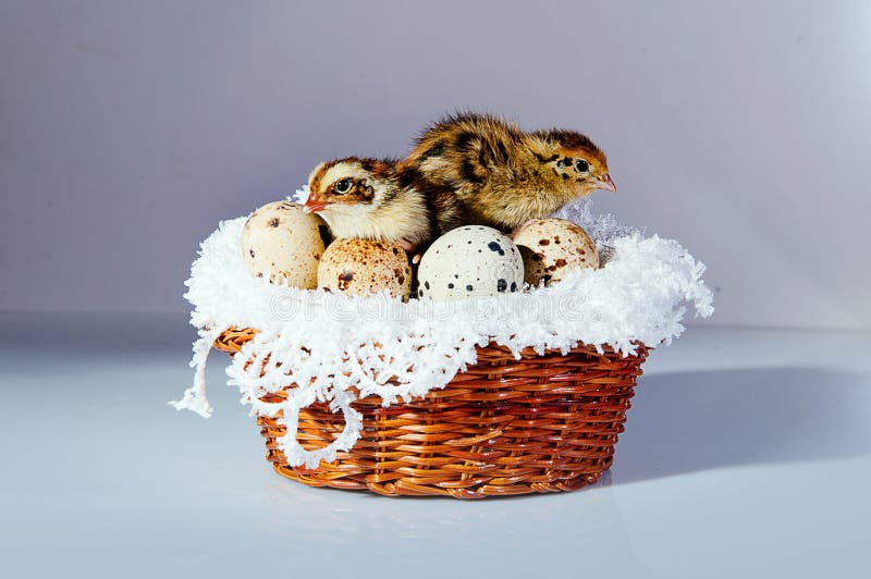 Quail chicks in a brooder stock photo. Image of flower - 192902698