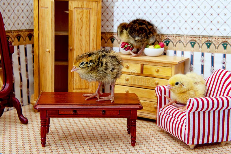 Quail chicks stock photo. Image of pretty, funny, fluffy - 164767484