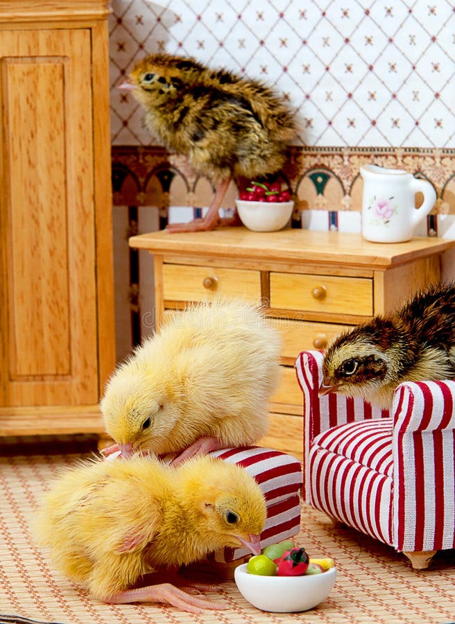 Quail chicks stock photo. Image of animals, pets, doll - 164767490