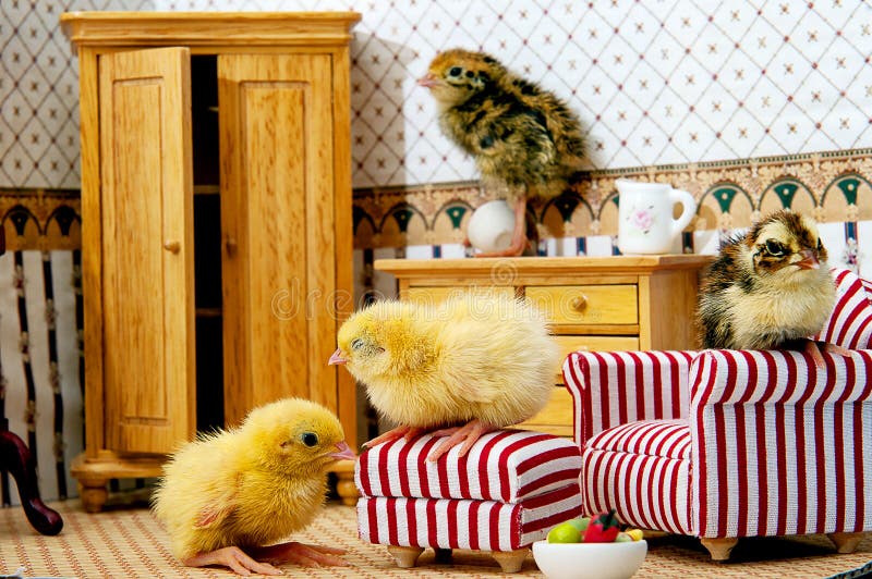 Quail chicks in a brooder stock photo. Image of flower - 192902698