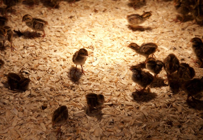 Quail chicks in a brooder stock image. Image of iron - 192902705