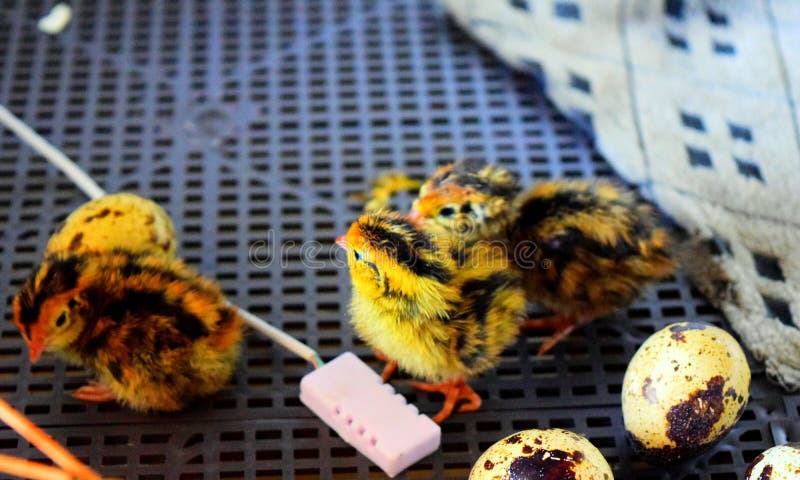 Quail chicks in a brooder stock photo. Image of flower - 192902698