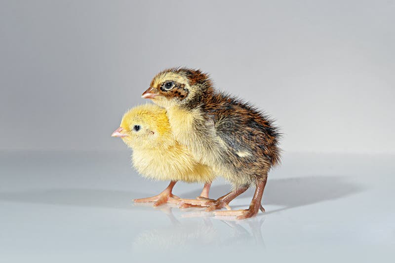 Quail chicks in a brooder stock photo. Image of flower - 192902698