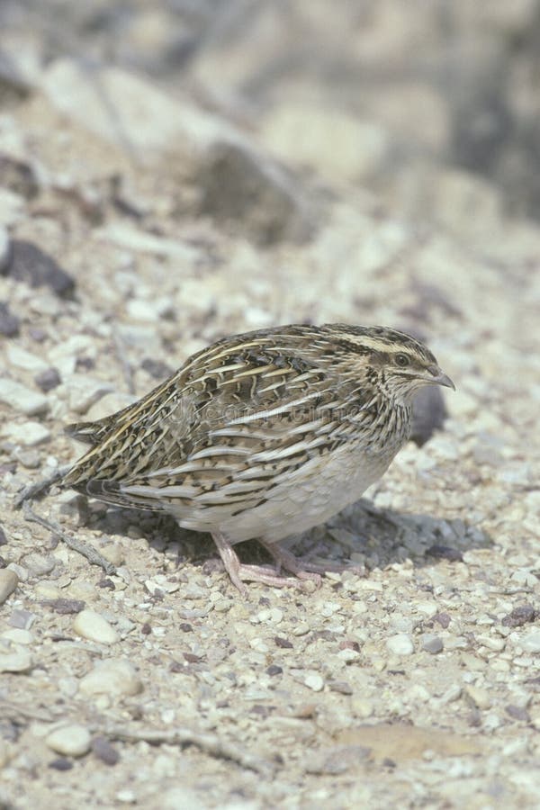 Quail, Coturnix coturnix stock photo. Image of animal - 36367006