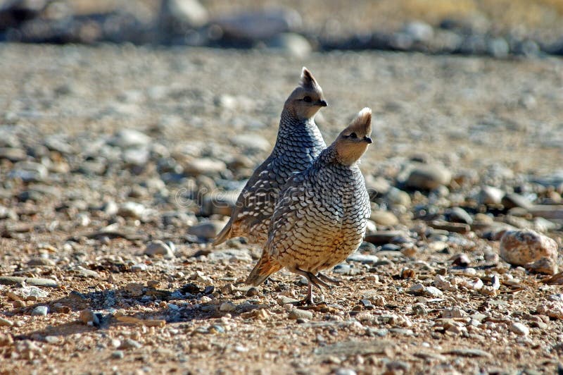 Scaled Quail stock photo. Image of desert, bird, game - 4581054