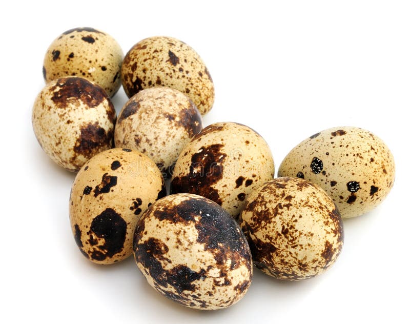 Quail egg stock image. Image of healthy, ingredient, animal - 23269641