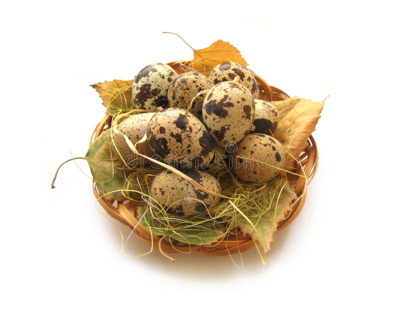 Quail egg stock photo. Image of isolated, eggshell, morning - 2596202