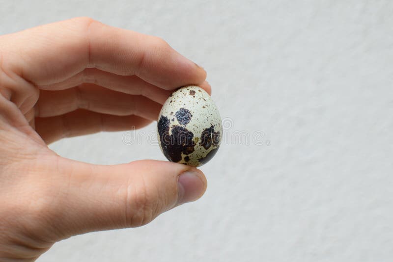 Quail Egg Held by the Hand between the Fingers Stock Image - Image of ...