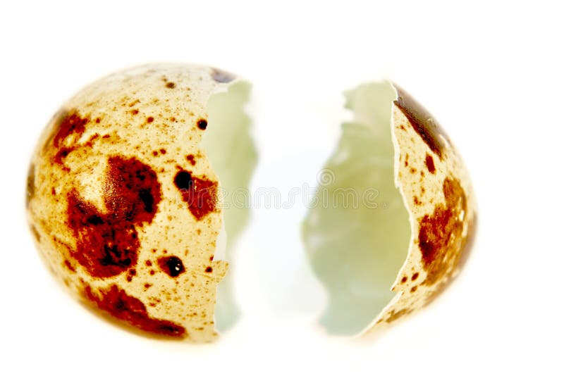 Quail egg shell. stock photo. Image of natural, little - 12961534