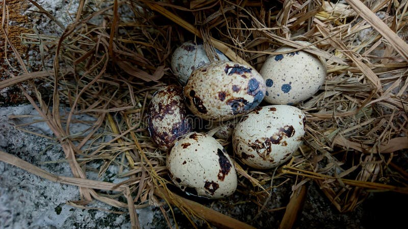 Quail Egg Texture Details that are Above the Straw Stock Photo - Image ...
