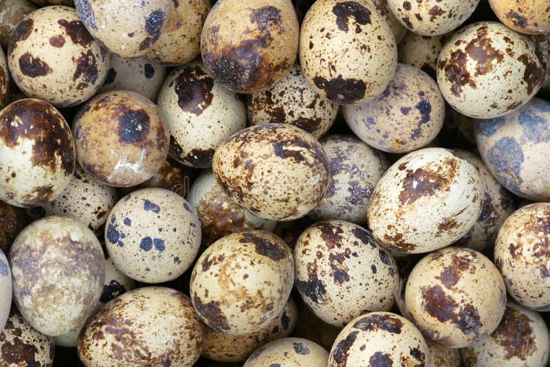 Quail eggs stock photo. Image of crop, agriculture, colour - 54113490