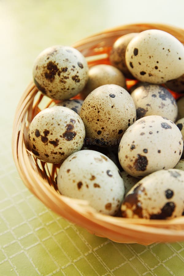 Quail eggs stock photo. Image of natural, nature, bird - 28258186