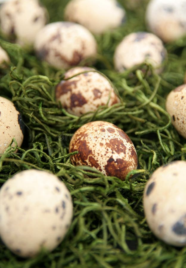 Quail Eggs stock photo. Image of animal, grass, springtime - 525278