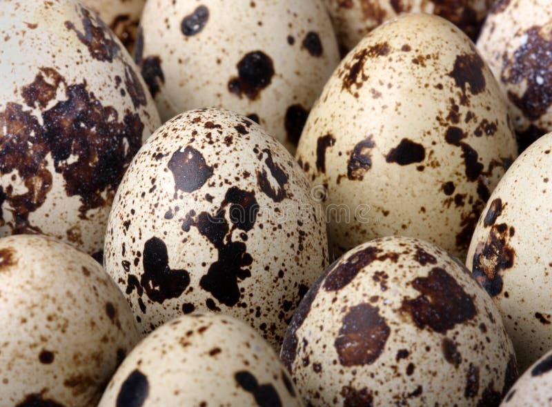 Quail eggs stock photo. Image of color, coloured, colors - 7980060