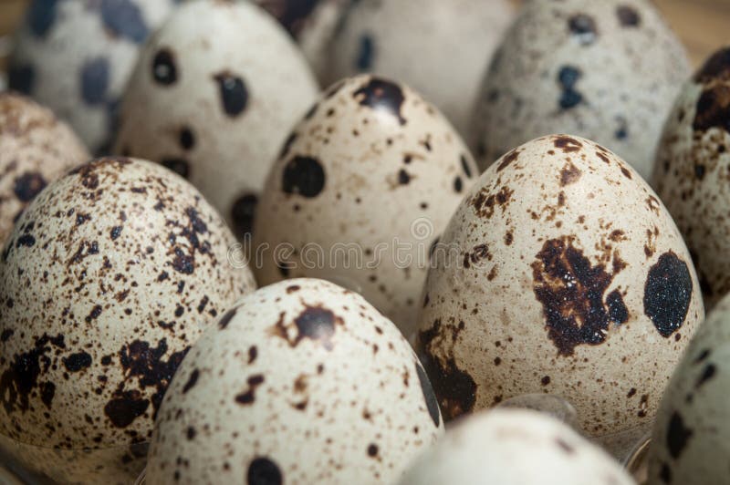 Quail Eggs Alignment in a Plastic Box Stock Image - Image of natural ...