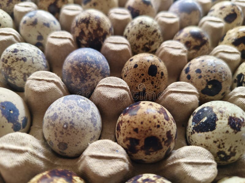 Quail Eggs Arranged on the Egg Tray Stock Photo - Image of fresh ...