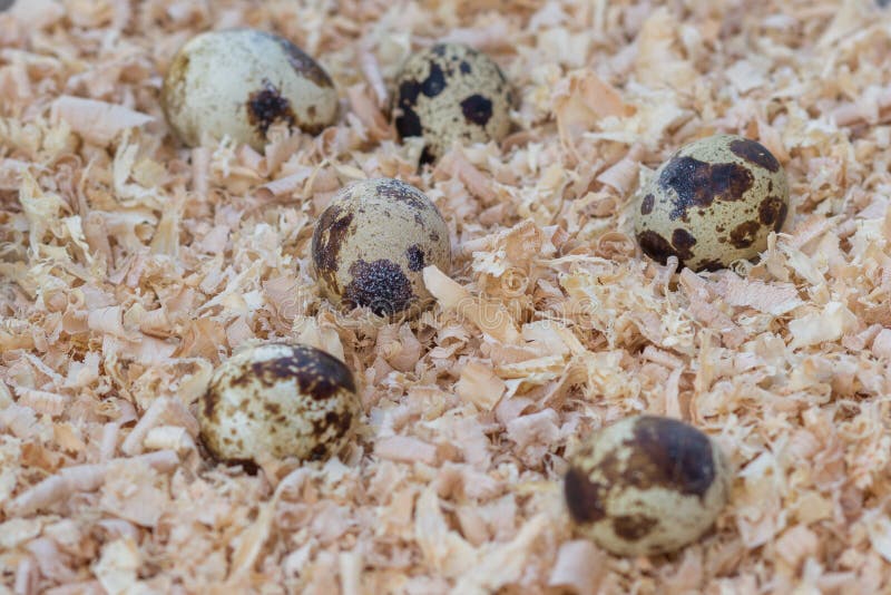 Quail eggs stock photo. Image of decoration, nature - 101217920
