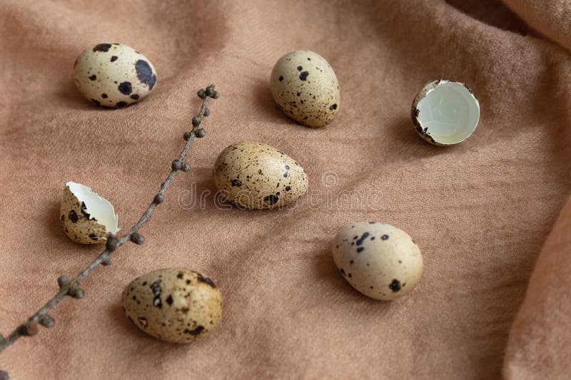 Quail Eggs and Branch on Pasel Fabric Background. Easter Concept. Still ...