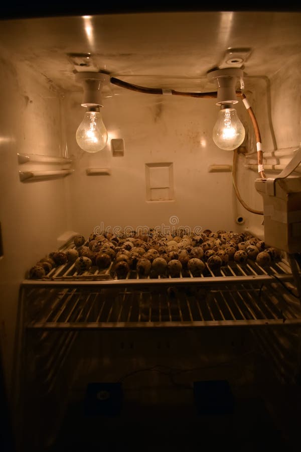 Quail Eggs Close-up in a Special Box Incubator. Incubating Chicken and ...