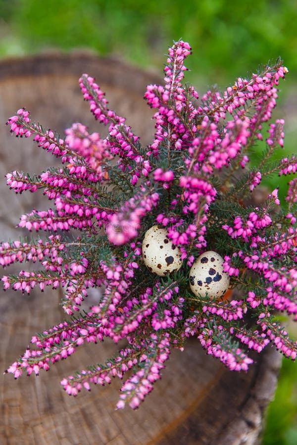 Quail Eggs with Exotic Pink Flower Stock Photo - Image of field ...