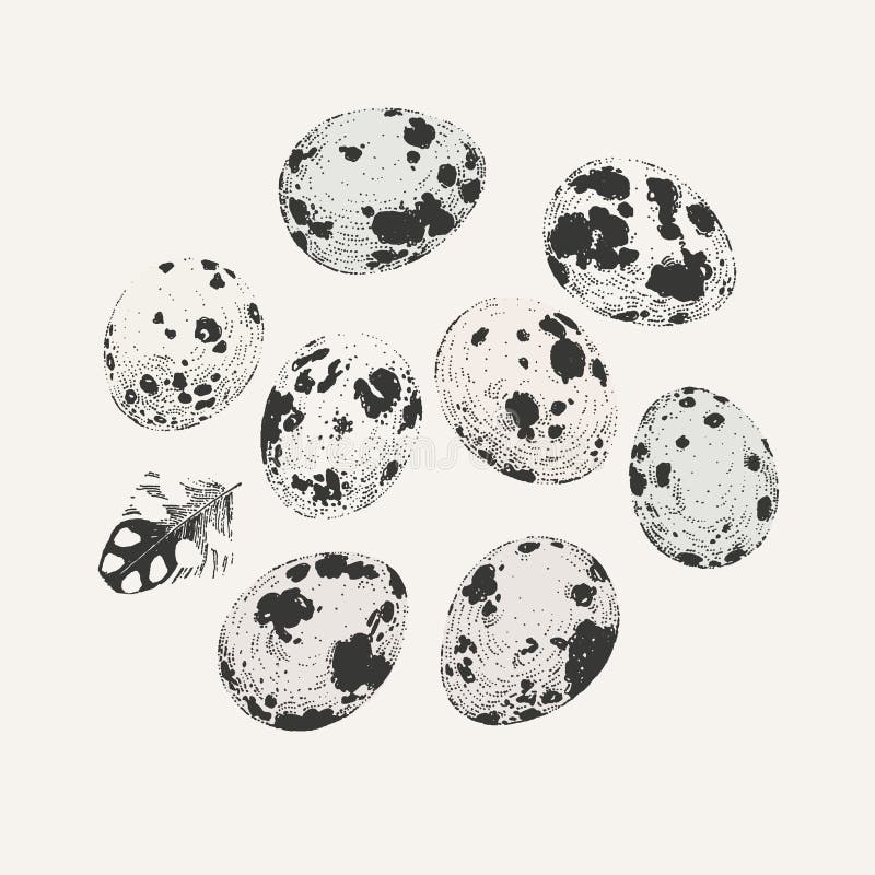 Quail Eggs Stock Illustrations – 2,261 Quail Eggs Stock Illustrations ...
