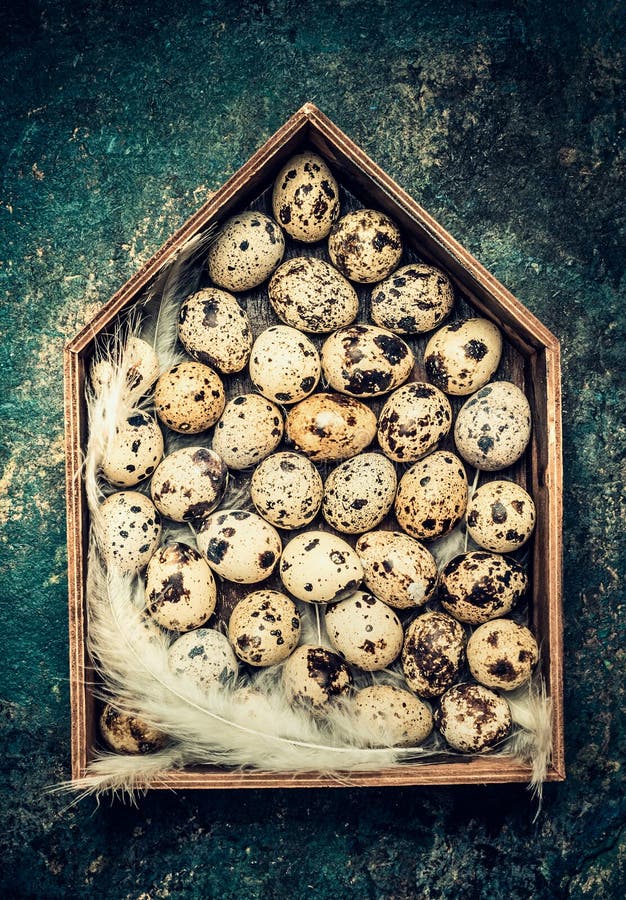 Quail House in a Urban Garden Stock Image - Image of easy, beak: 184388979