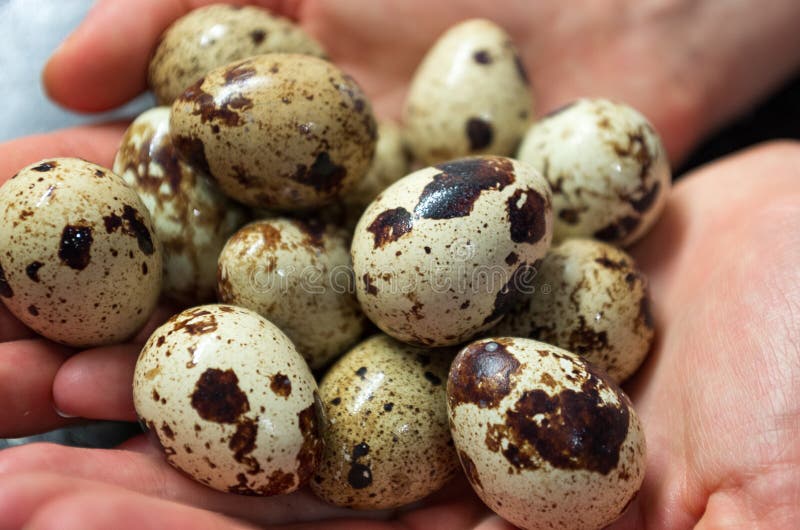 Quail eggs in hand stock photo. Image of bird, hand - 170328488