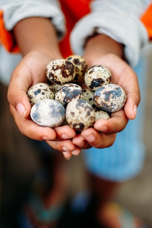 Quail Eggs in Hand Close-up. Eggs Quail Stock Image - Image of fresh ...