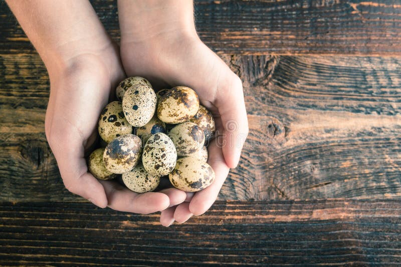 Quail eggs and hands stock image. Image of coturnix - 121355099