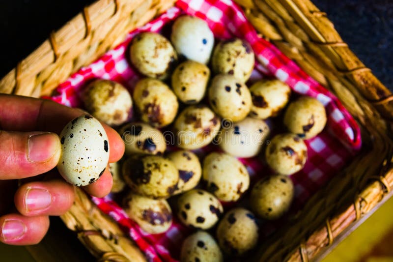 Quail Eggs in a Heart Shaped Bowl and Hands. Cenital View. Top View ...