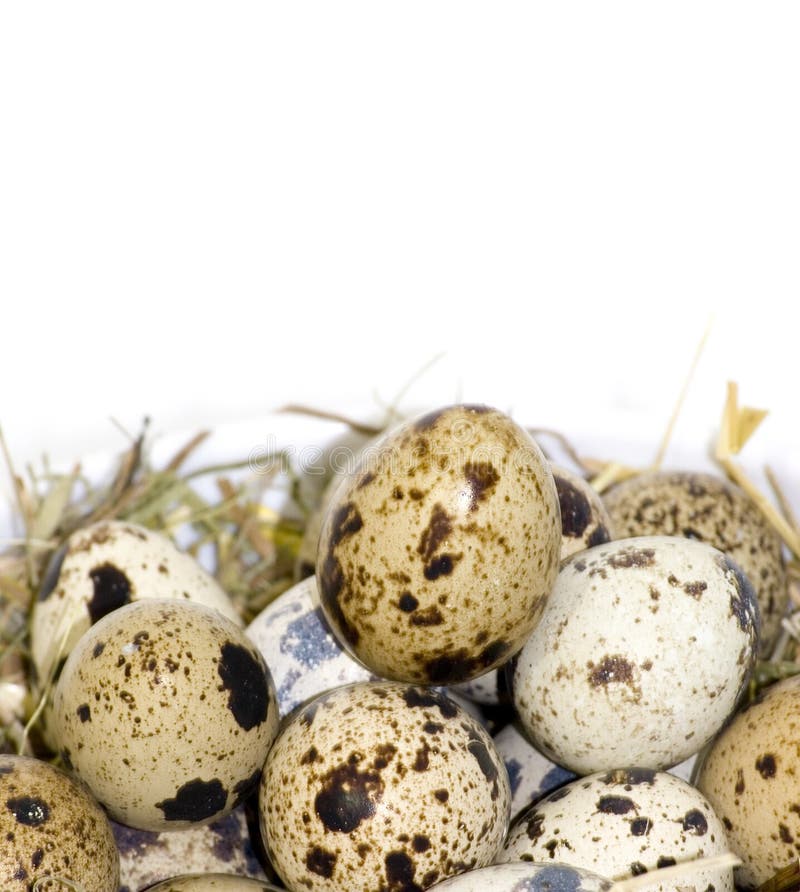 Quail eggs stock photo. Image of medium, color, eggs - 42907994