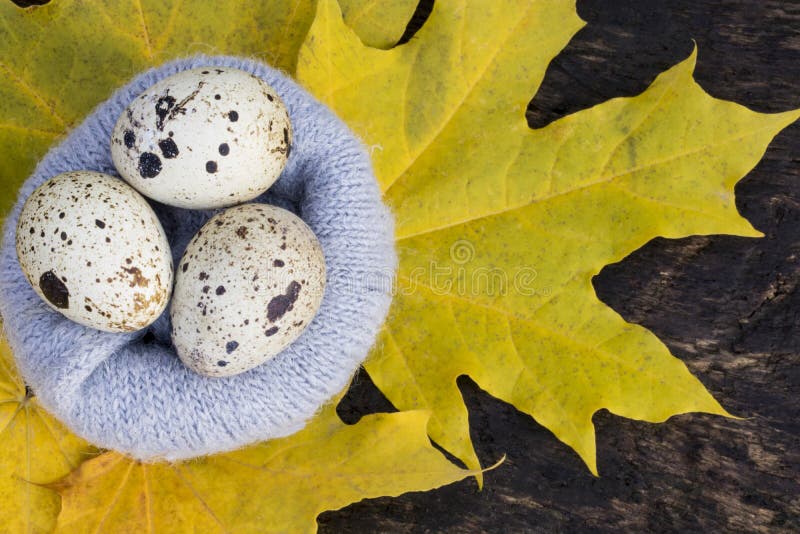 Quail Eggs in the Nest of the Yellow Leaves Stock Image - Image of gift ...
