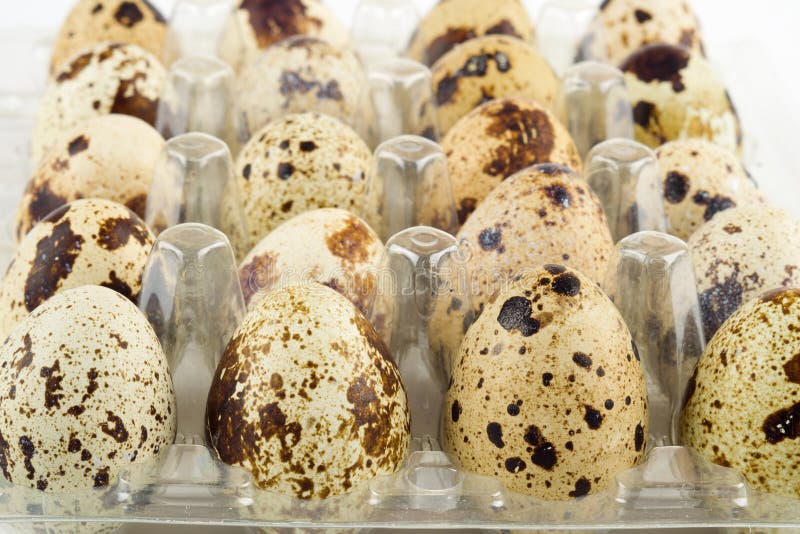 Quail eggs in pack stock photo. Image of packing, meal - 29956584