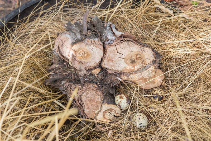 Quail eggs stock image. Image of natural, breakfast, life - 99734663