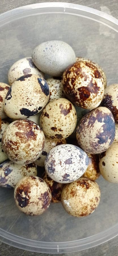 Collection of quail eggs stock image. Image of chicken - 271668607
