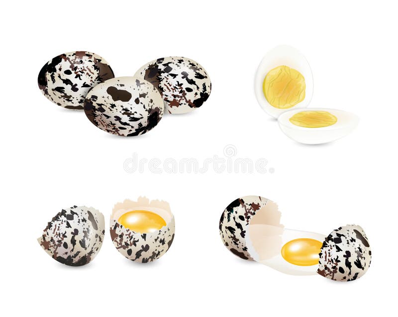 Quail Eggs Set Stock Illustration Illustration Of Quail 248248980