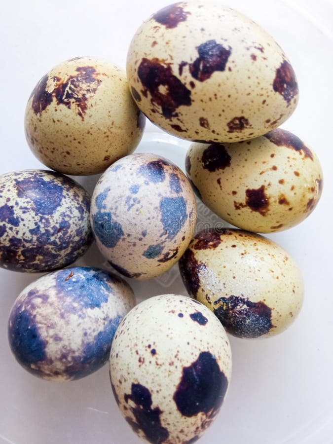 Quail Eggs Source of Protein Isolate on White Stock Photo - Image of ...