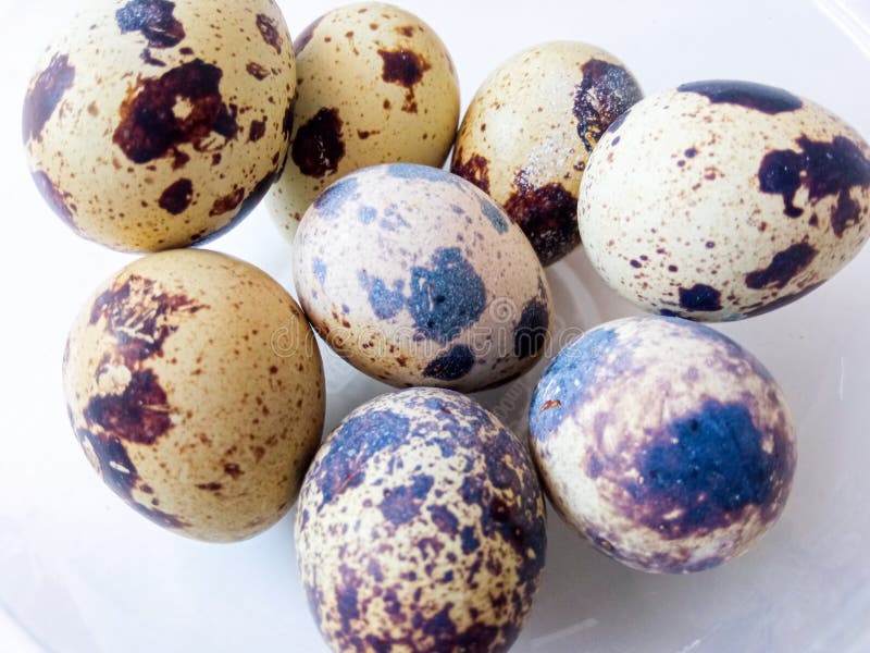 Quail Eggs Source of Protein Isolate on White Stock Photo - Image of ...