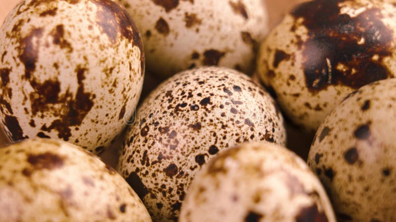 Quail Eggs with Speckled Shell Texture Close Up Stock Footage - Video ...