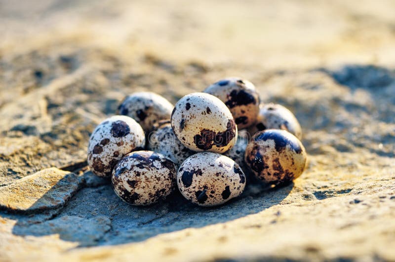 Quail eggs on the stone stock image. Image of naturally - 53412575
