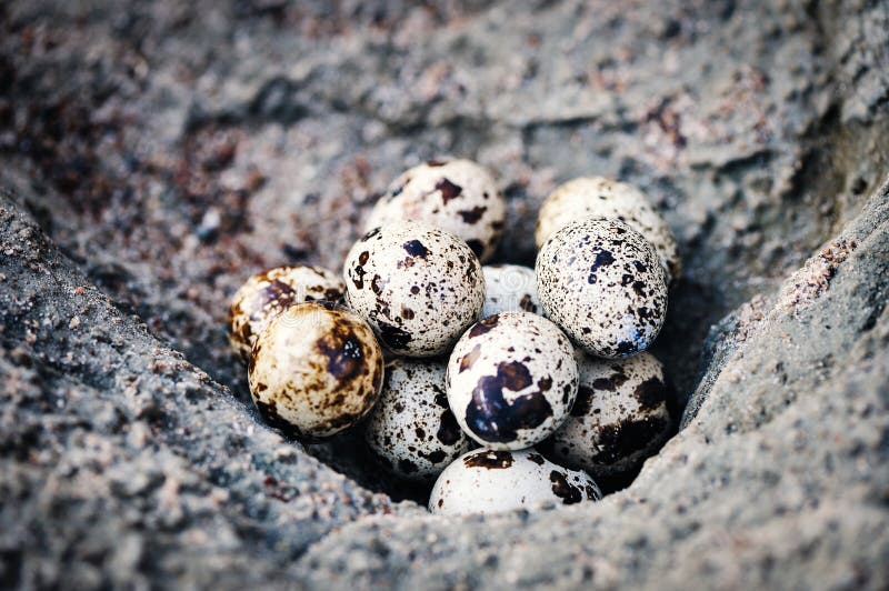 Quail Eggs on the Surface Stone Stock Image - Image of nest, nature ...