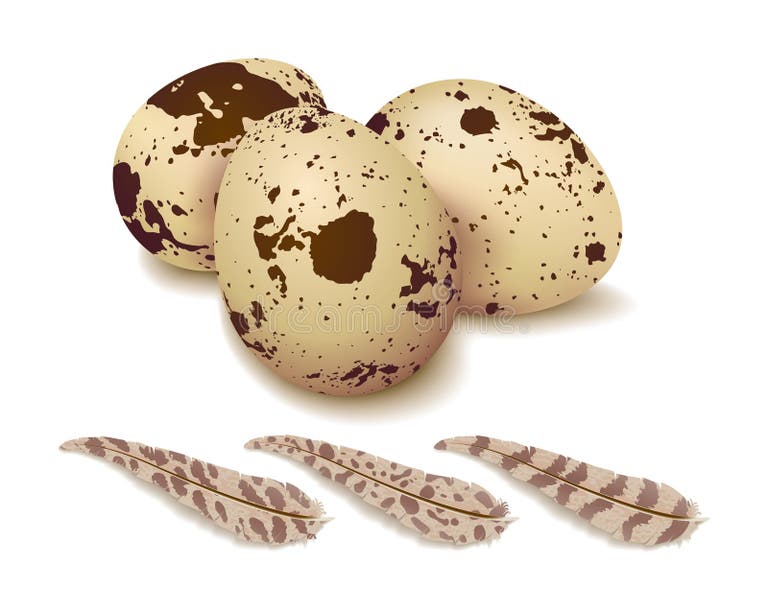 Quail Eggs Stock Illustrations – 5,416 Quail Eggs Stock Illustrations ...