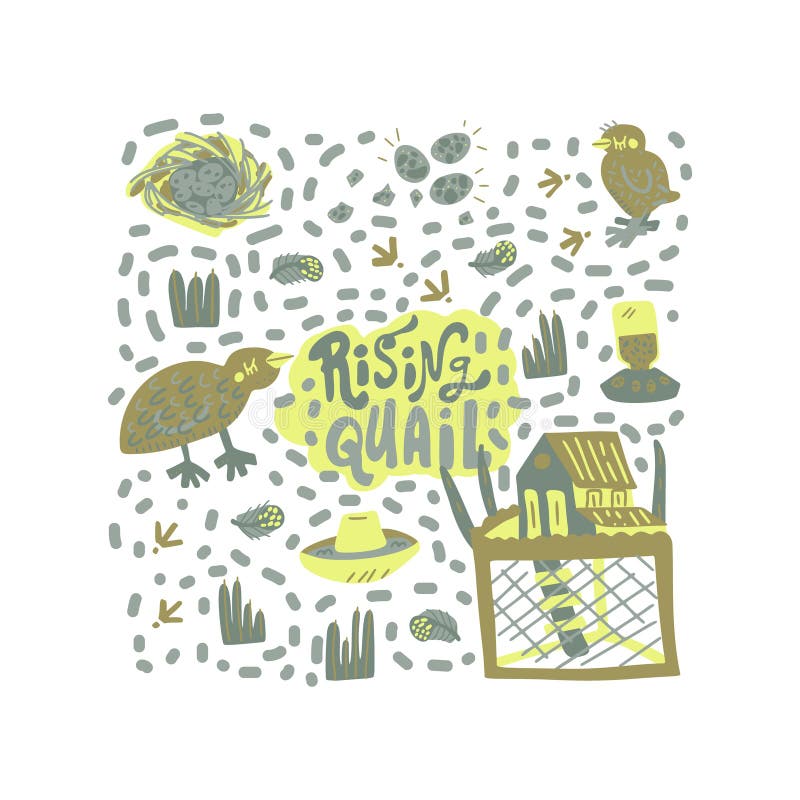 Quail Farming Hand Drawn Vector Set Stock Vector - Illustration of icon ...