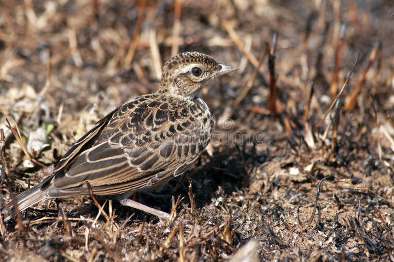 Quail in the field stock photo. Image of feather, wildlife - 183752486