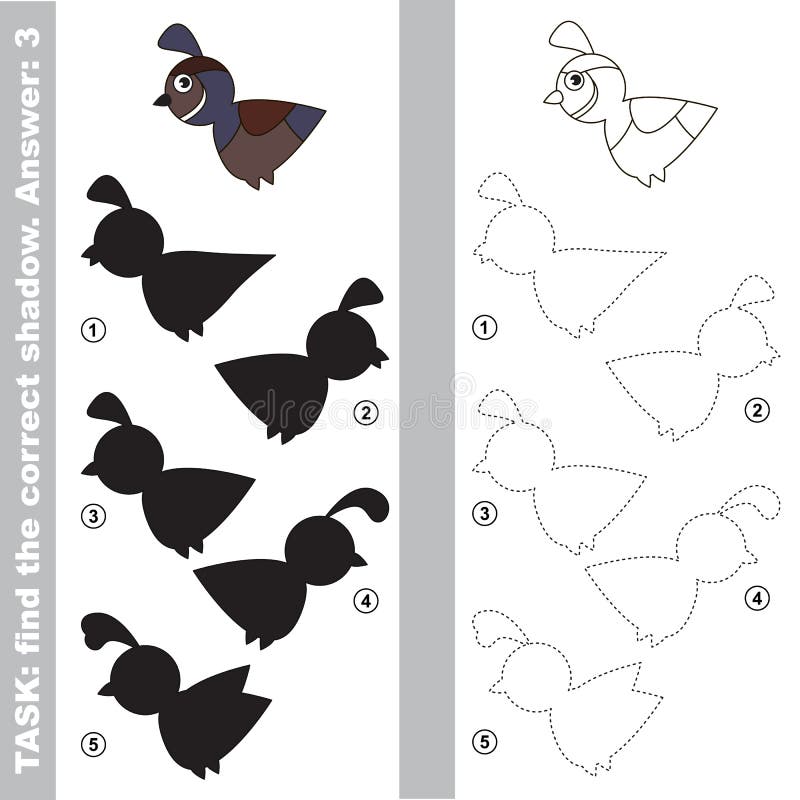 Quail. Find True Correct Shadow. Stock Vector - Illustration of shadow ...