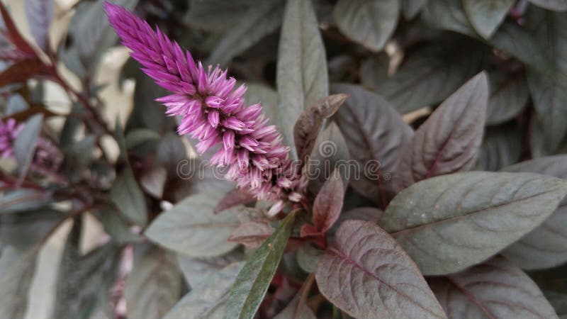 Quail Grass Plant stock photo. Image of quail, grass - 354233312