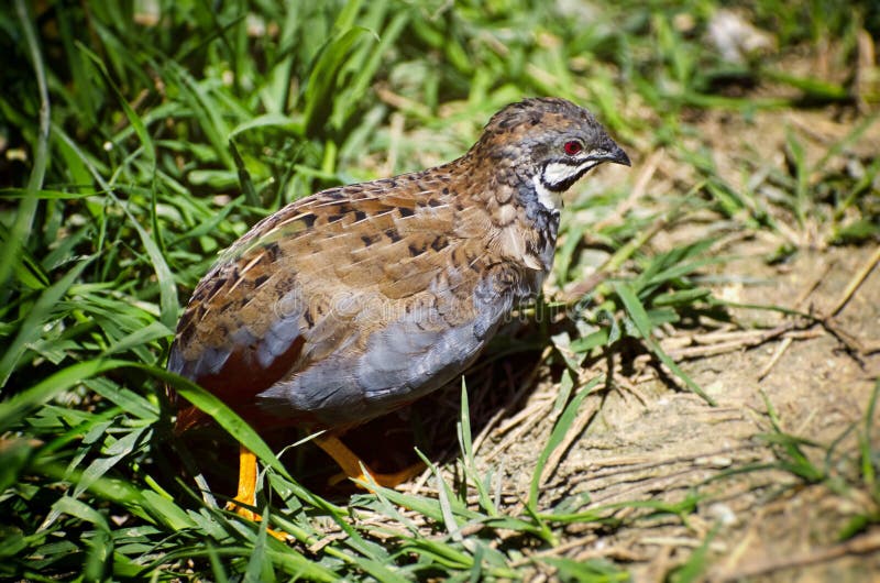 Quail in Grass stock photo. Image of hunting, wildlife - 71639048