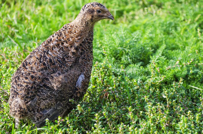 Quail on a Green Grass in the Spring Stock Image - Image of green ...
