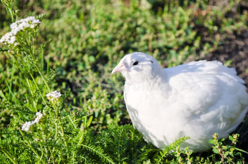Quail on a Green Grass in the Spring Stock Photo - Image of look, area ...