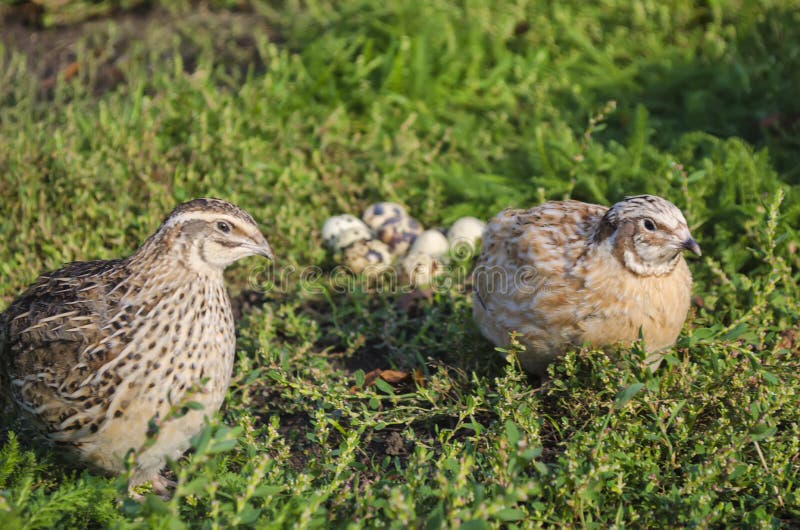 Quail on a Green Grass in the Spring Stock Image - Image of birds ...